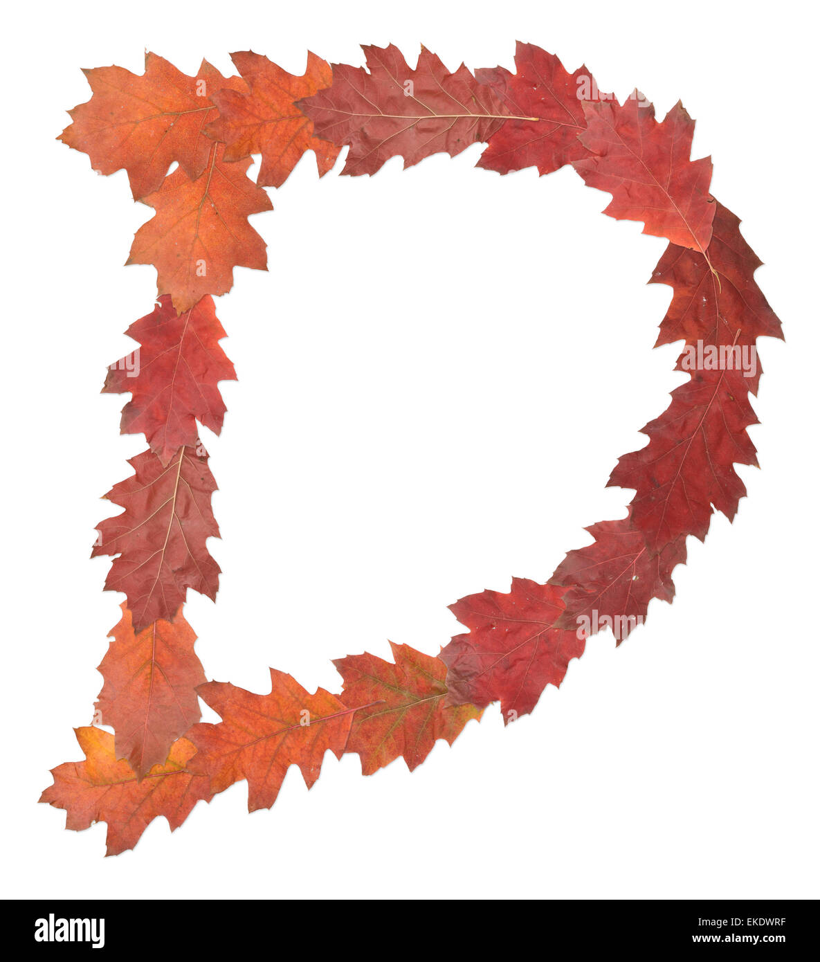 letter made of oak autumn leaves Stock Photo - Alamy