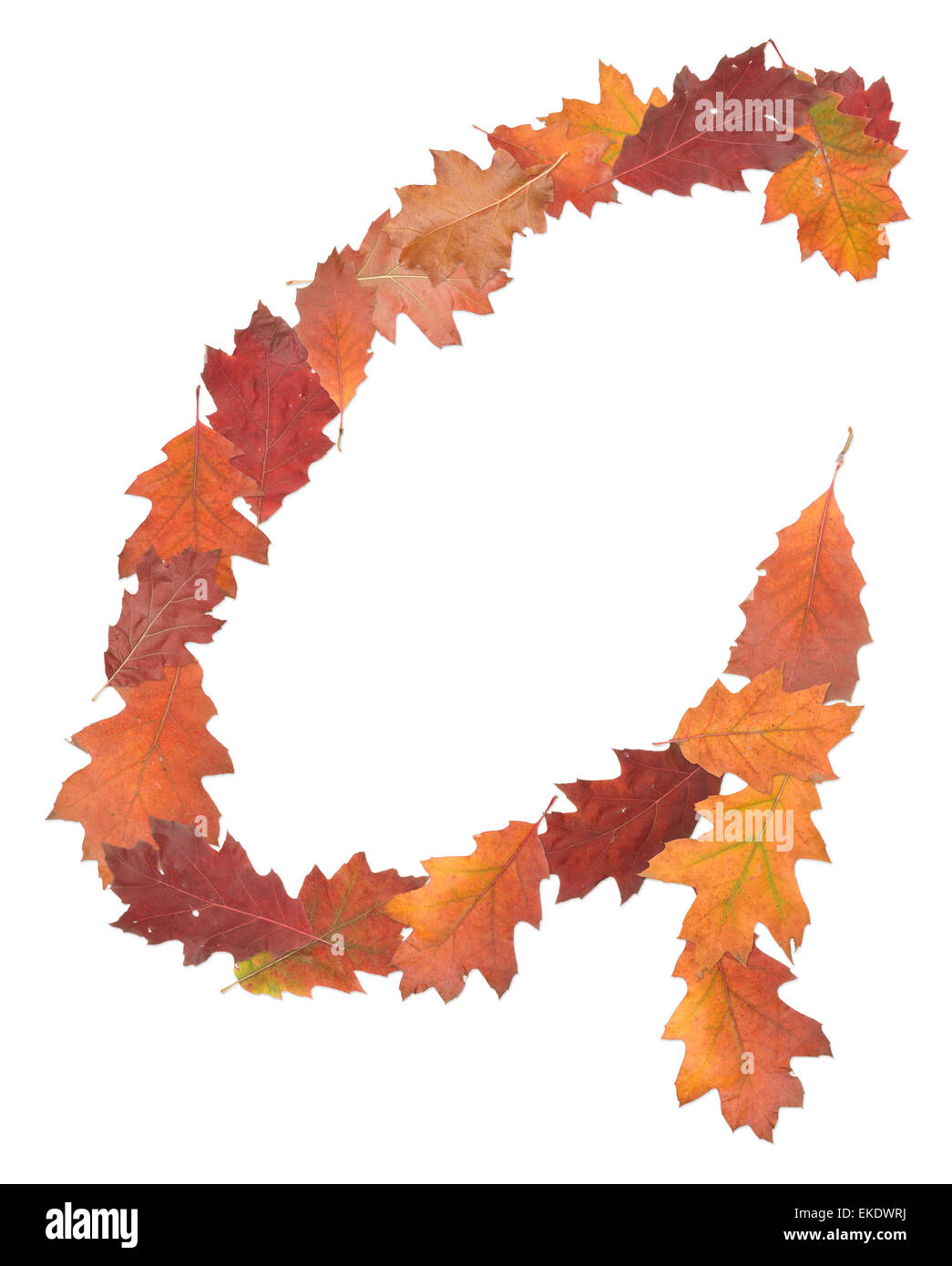 letter made of oak autumn leaves Stock Photo - Alamy