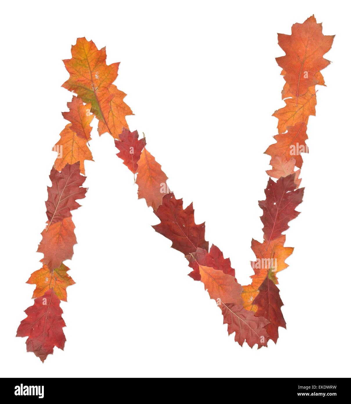 Letter n leaves hi-res stock photography and images - Alamy