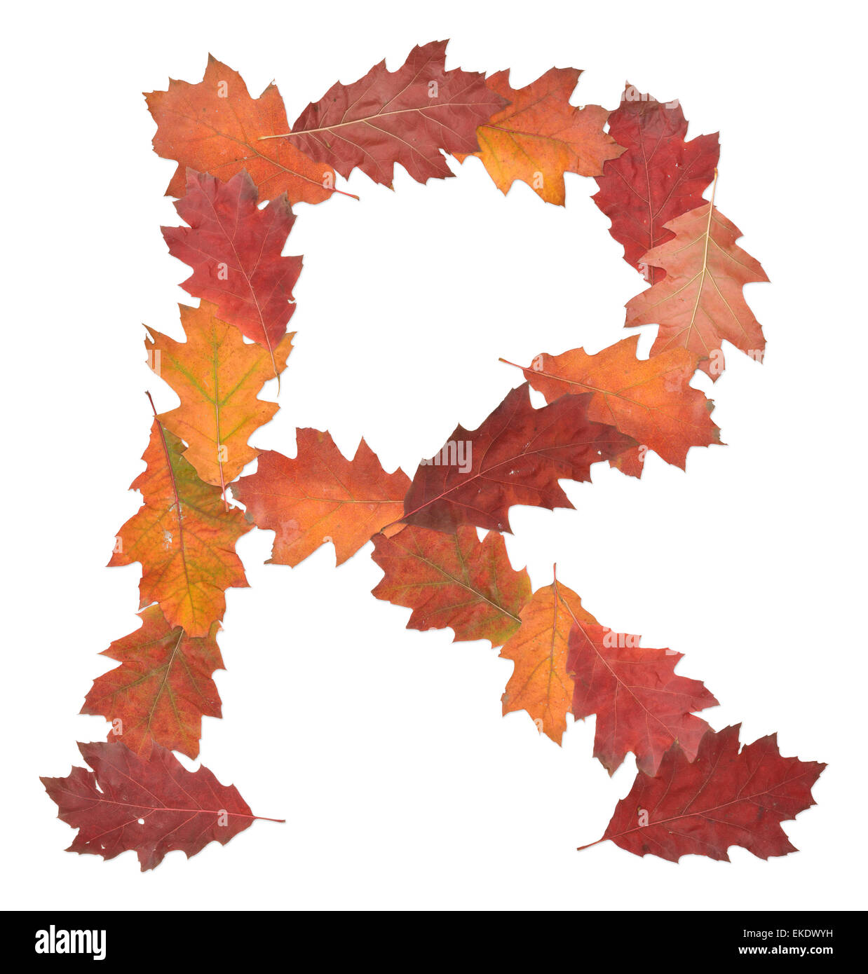 letter made of oak autumn leaves Stock Photo - Alamy