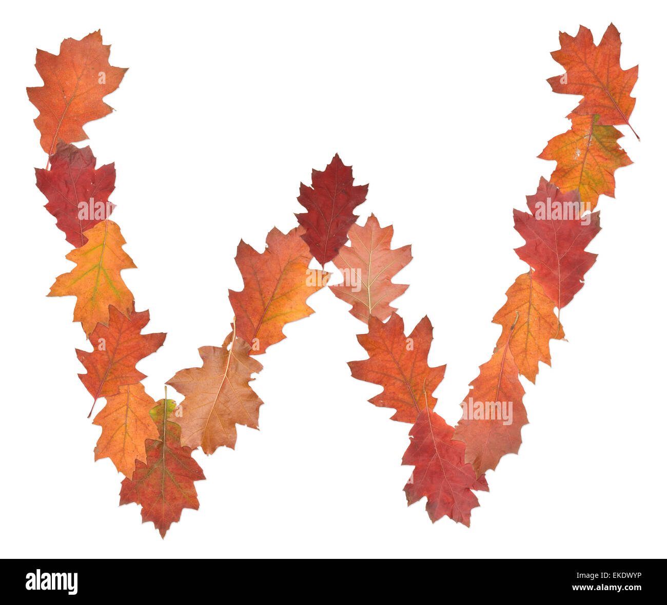 letter made of oak autumn leaves Stock Photo - Alamy