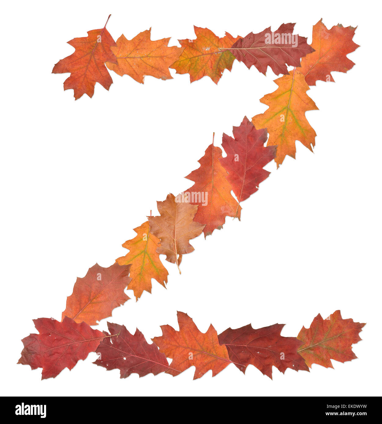 letter made of oak autumn leaves Stock Photo - Alamy