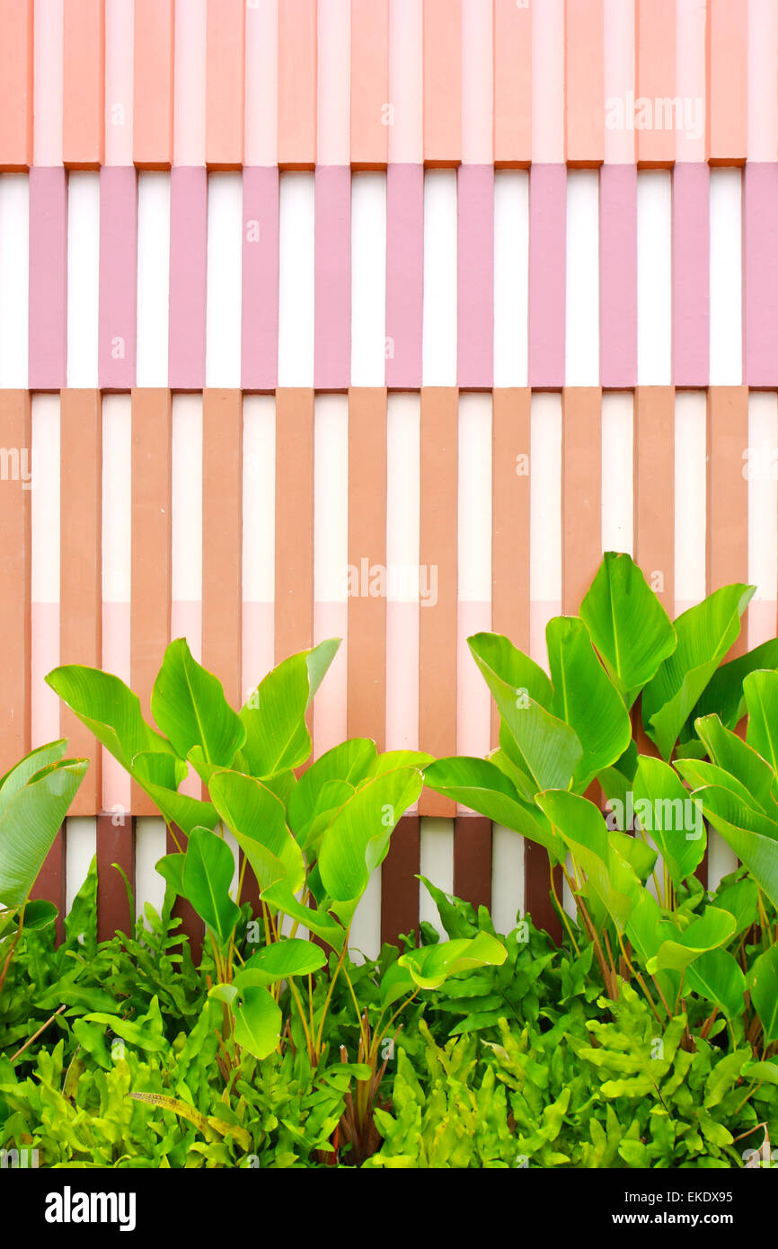 Green plant with colorful wall Stock Photo - Alamy