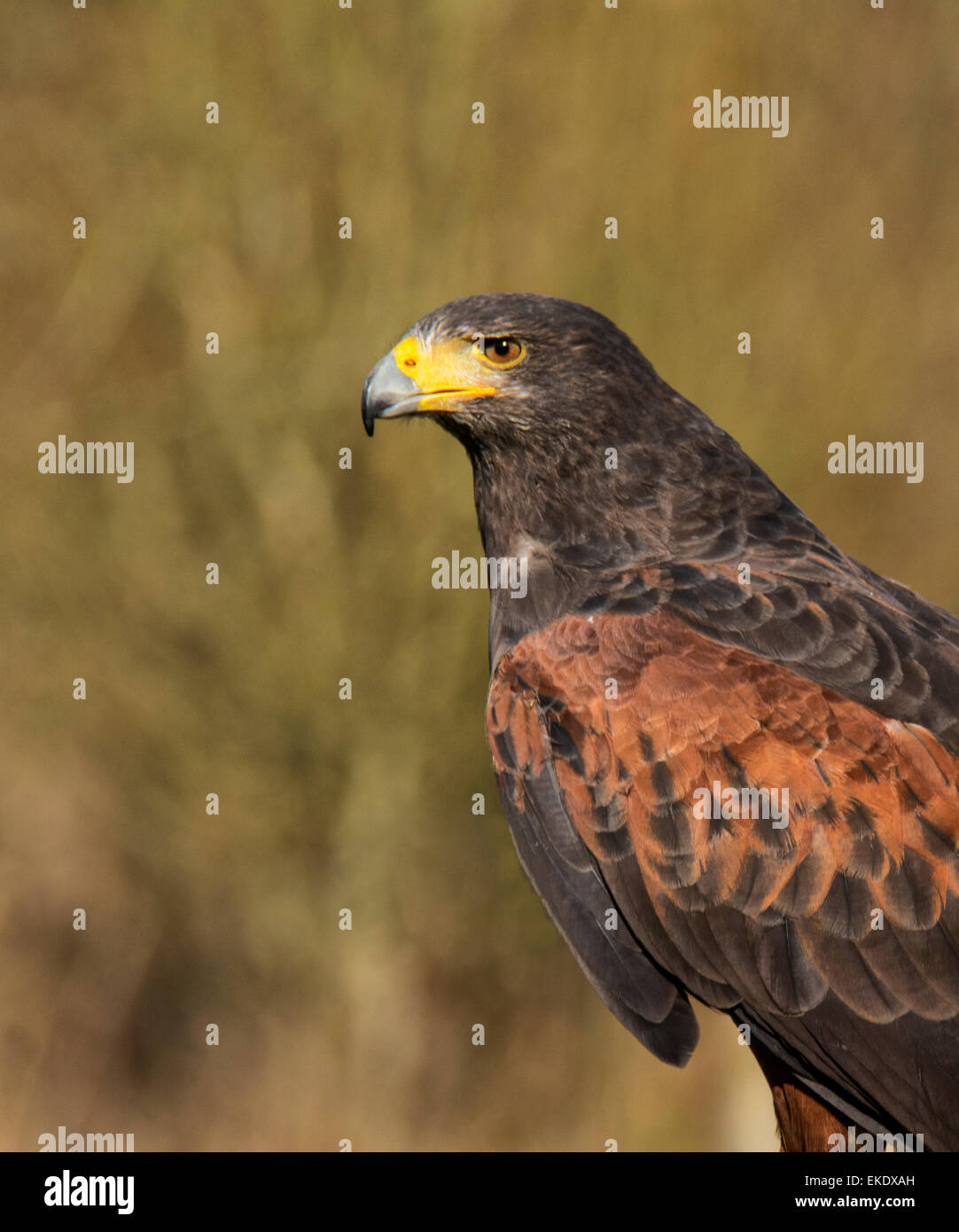 Harris Hawk Portrait Stock Photo - Alamy
