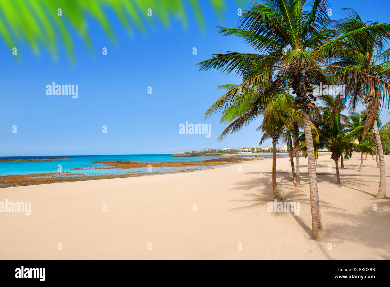 Arrecife Lanzarote Playa Reducto beach palm trees Stock Photo - Alamy
