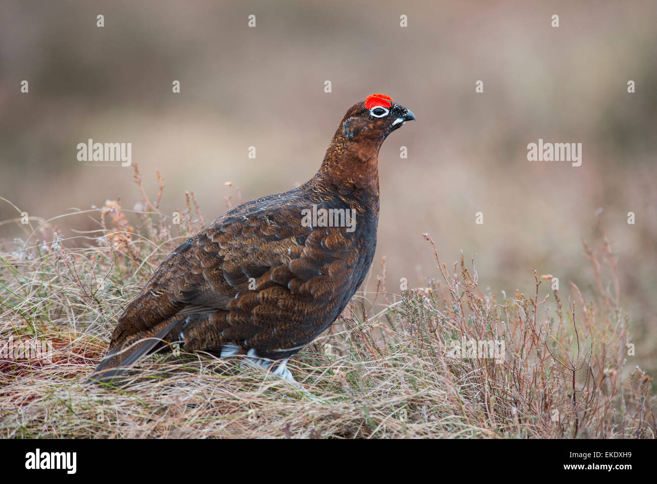 Scottish grouse hi-res stock photography and images - Alamy