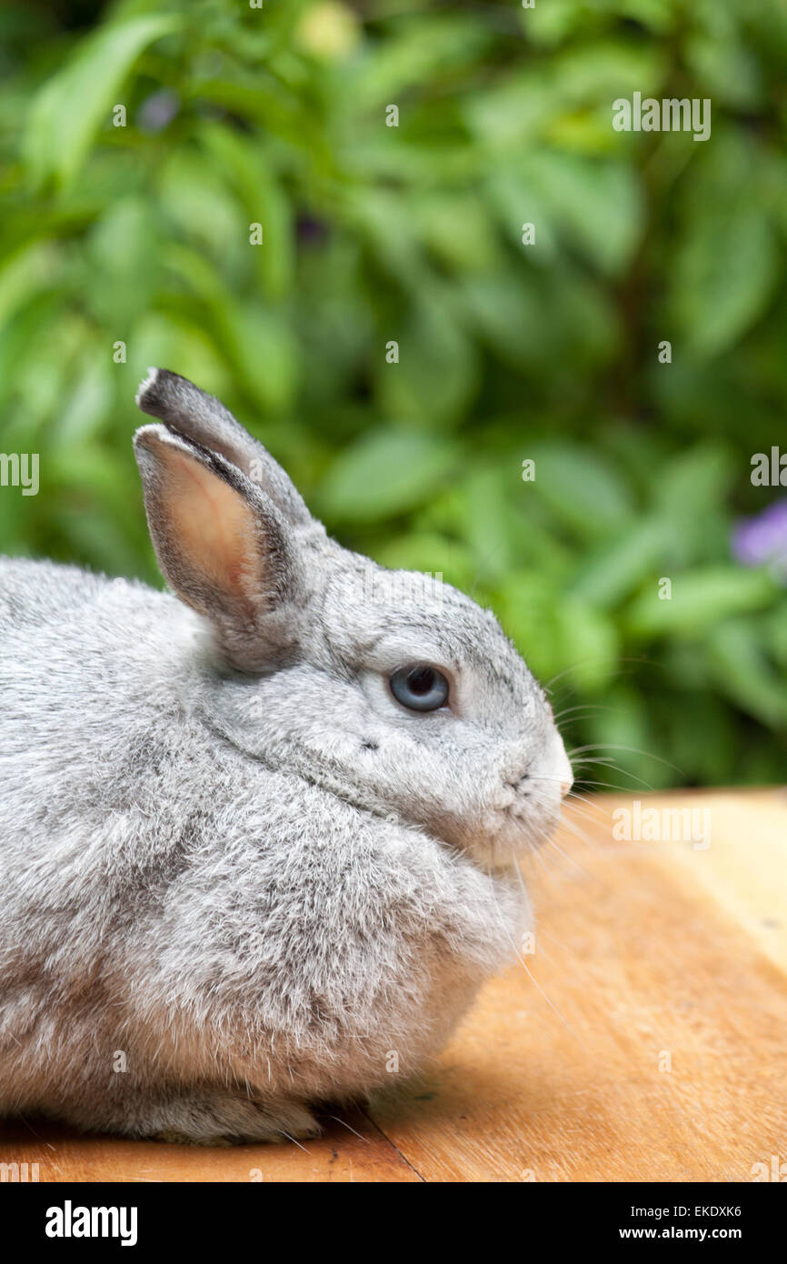 Rabbit portrait art hi-res stock photography and images - Alamy
