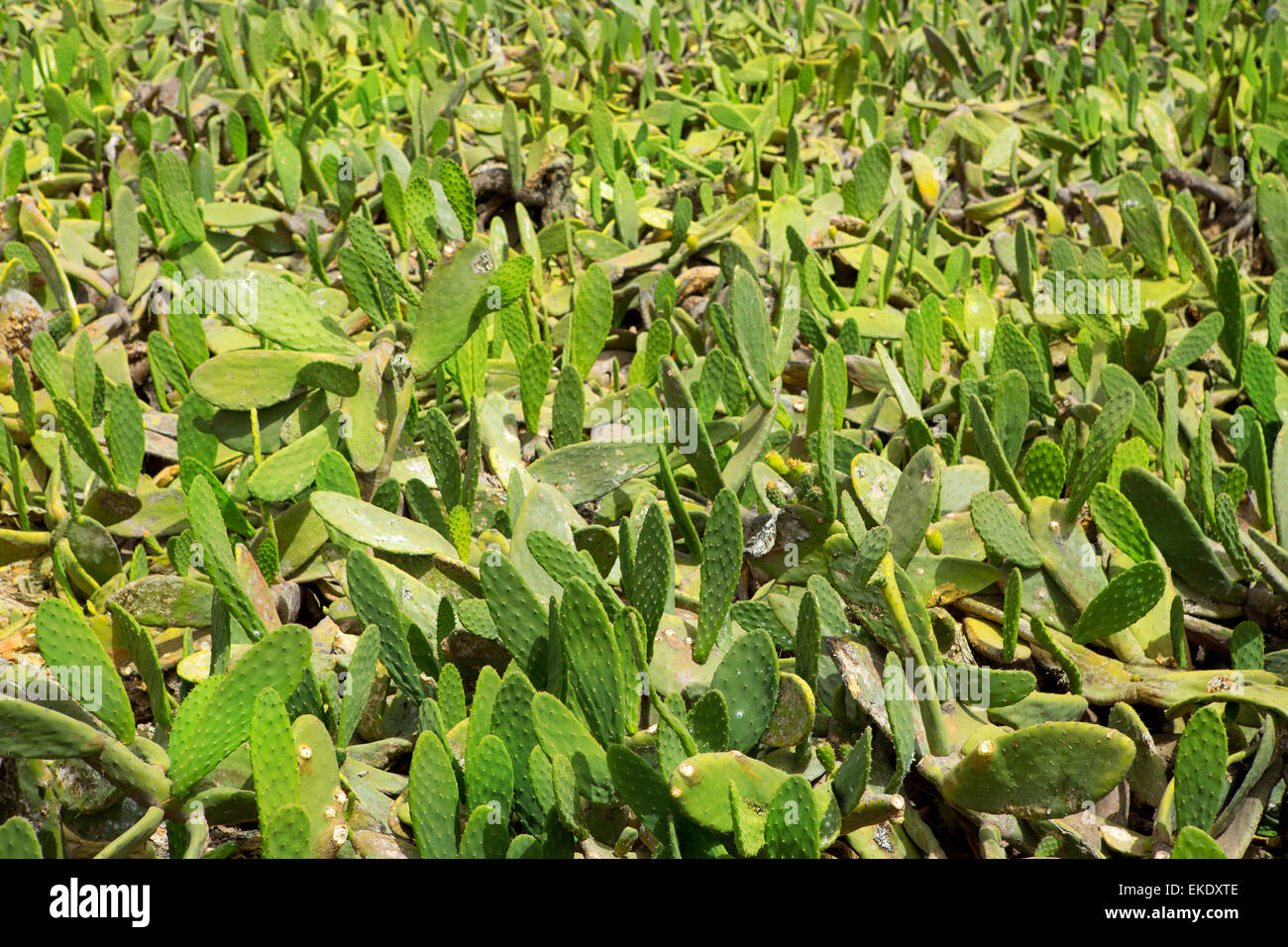 La Guatiza Nopal cactus chumbera garden field Stock Photo - Alamy