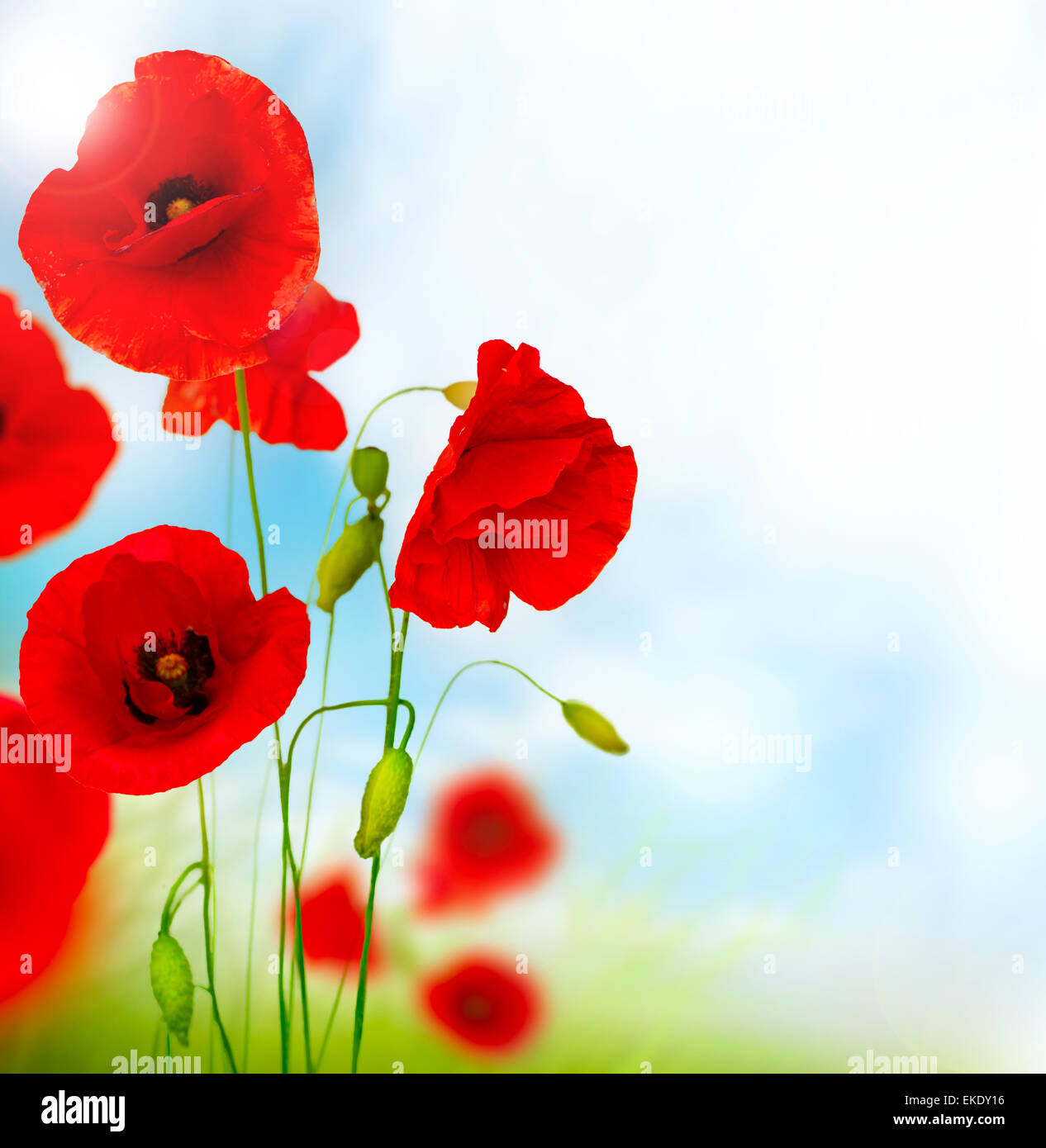 Red poppy with white border hi-res stock photography and images - Alamy