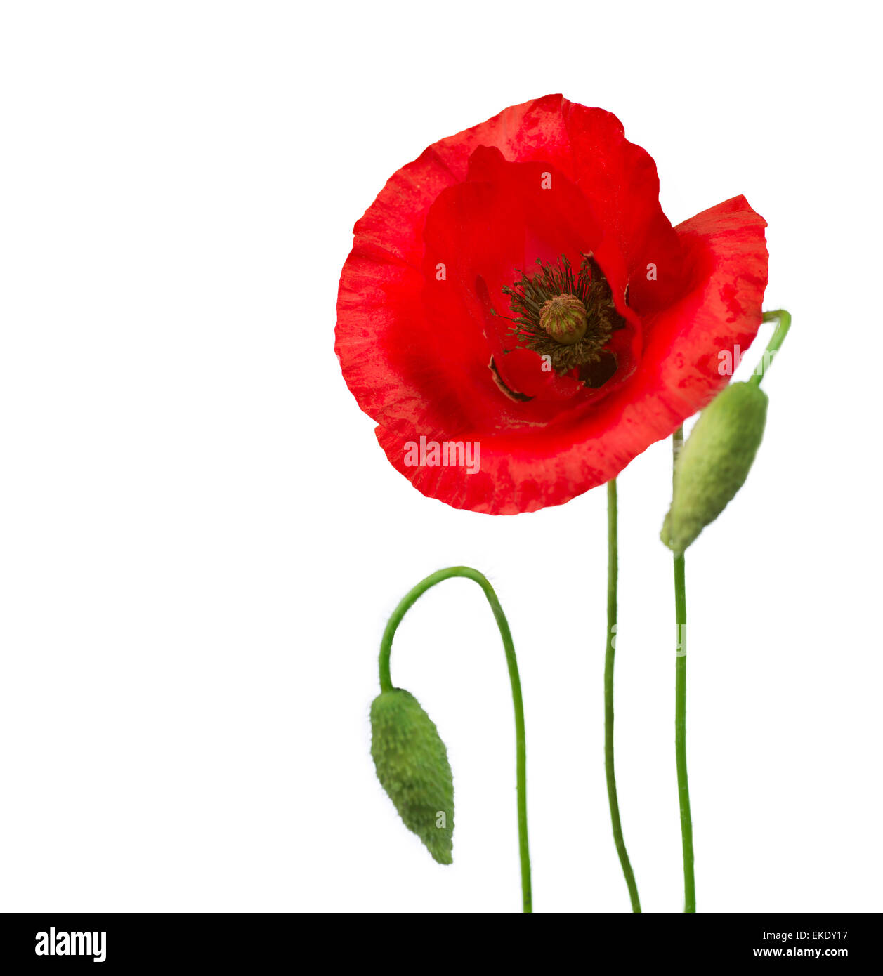 Poppy stem Cut Out Stock Images & Pictures - Alamy