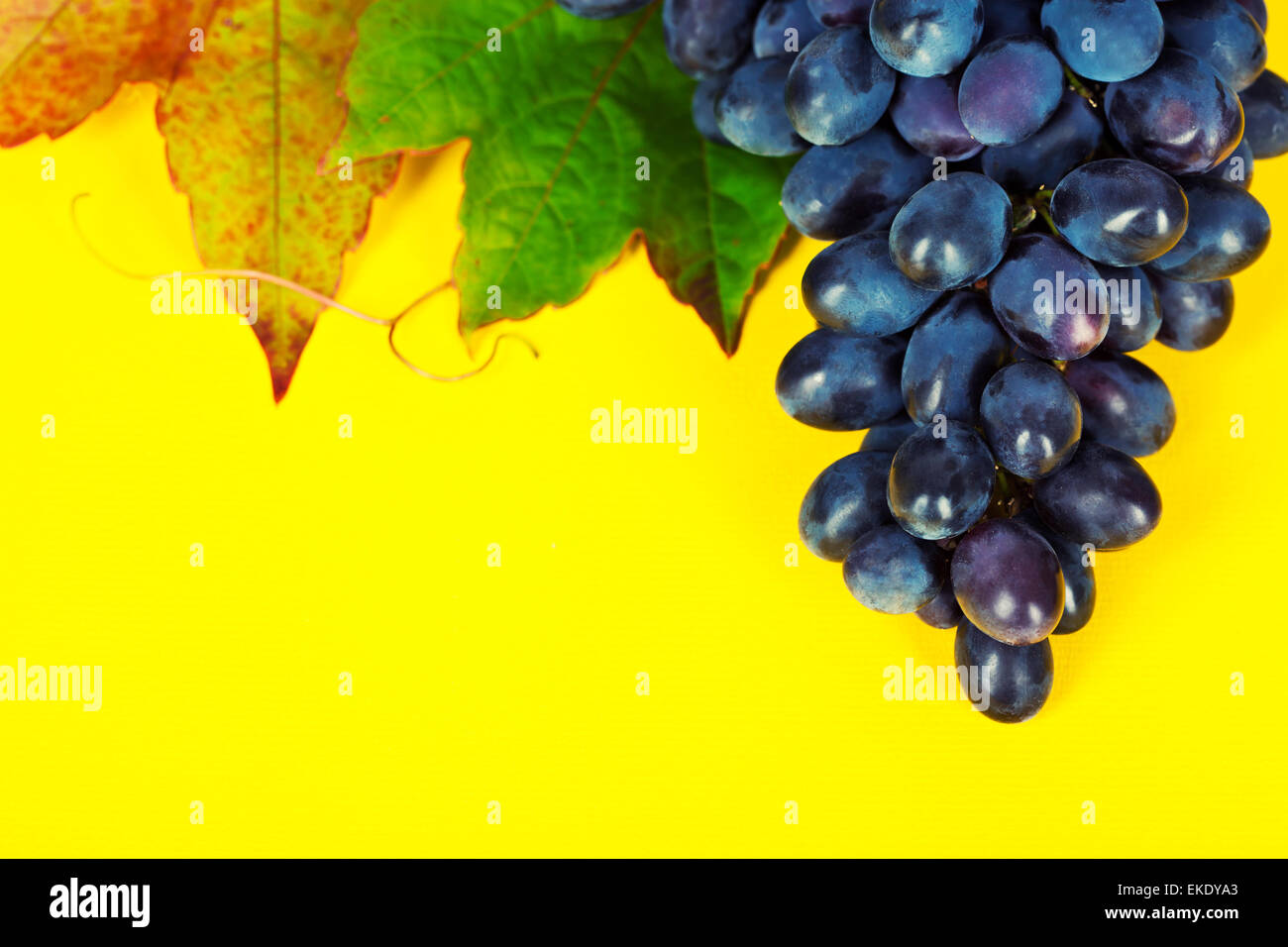 Grape vine on round hi-res stock photography and images - Alamy