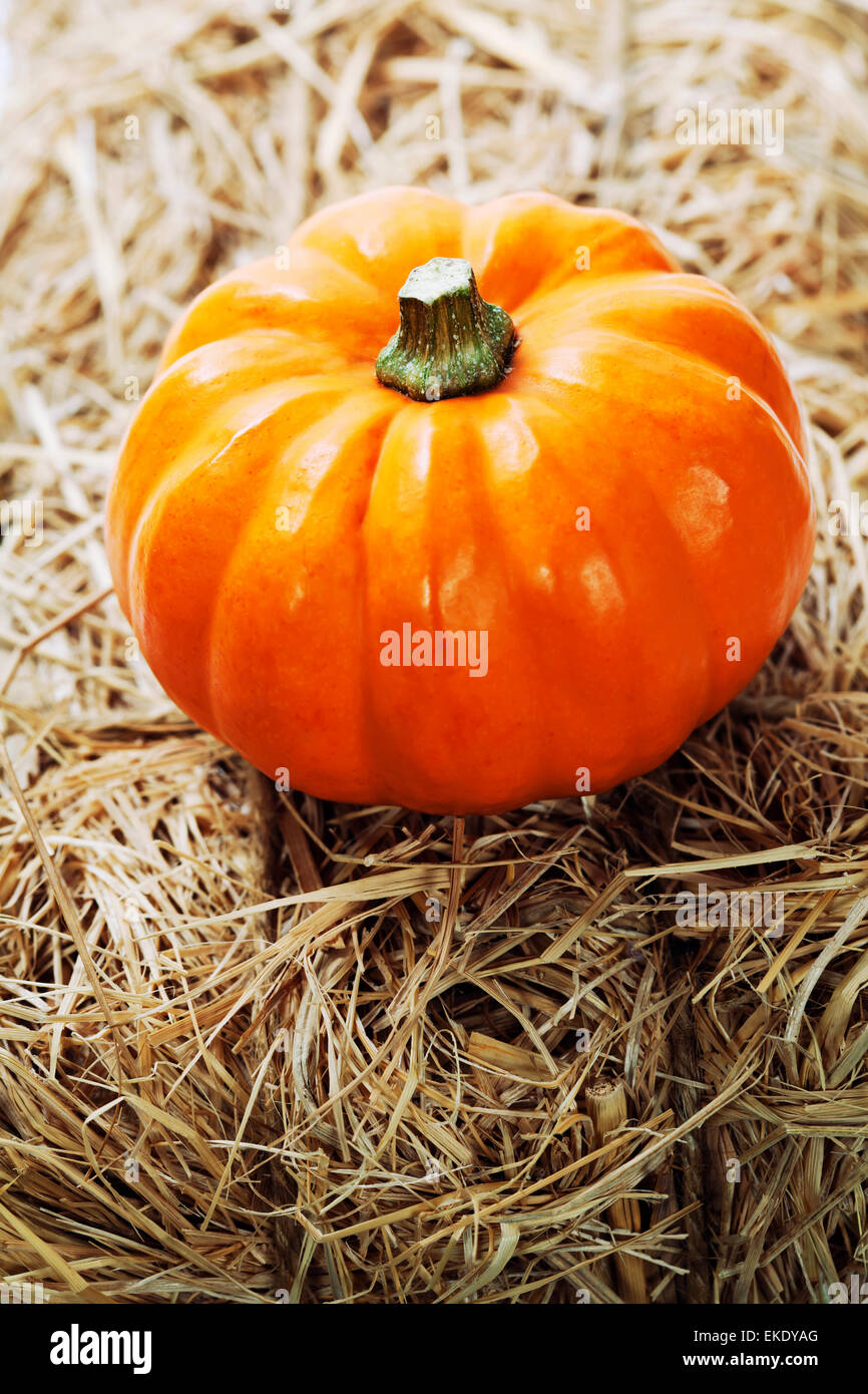 Harvest time, pumpkins Stock Photo - Alamy