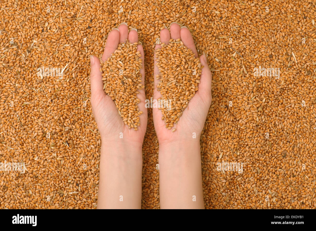 handful of grains in the hands Stock Photo - Alamy