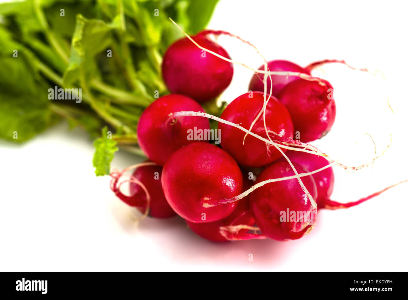 Bunch of fresh red radishes with green tops isolated on white ...