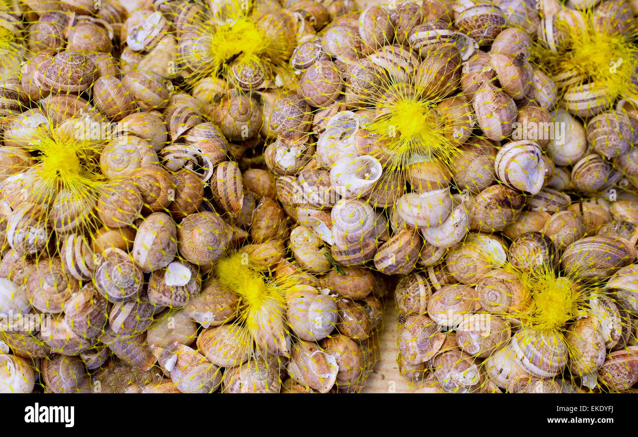 Mediterranean snails in yellow nets Stock Photo - Alamy