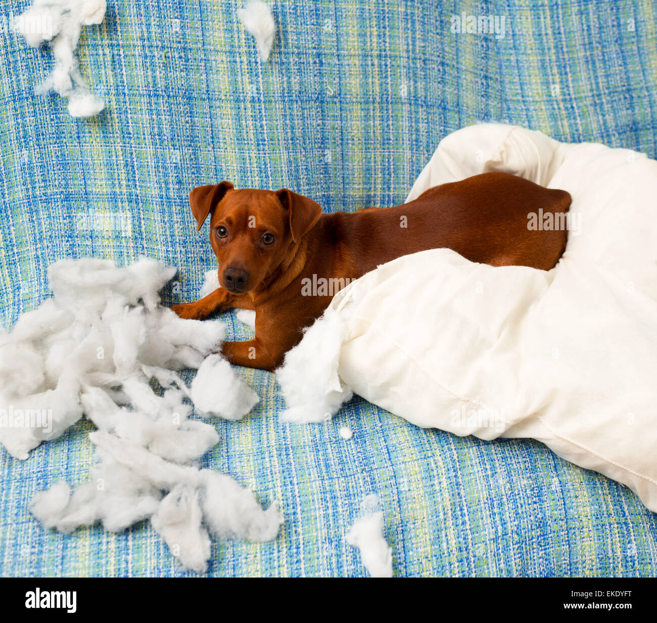 Tame pup playing hi-res stock photography and images - Alamy