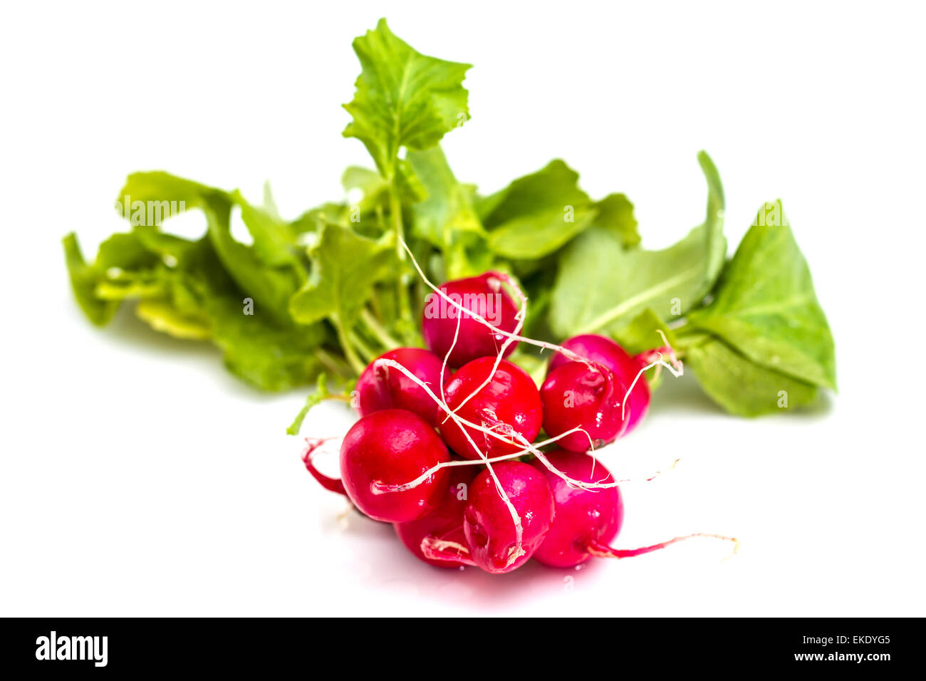 Bunch of fresh red radishes with green tops isolated on white ...
