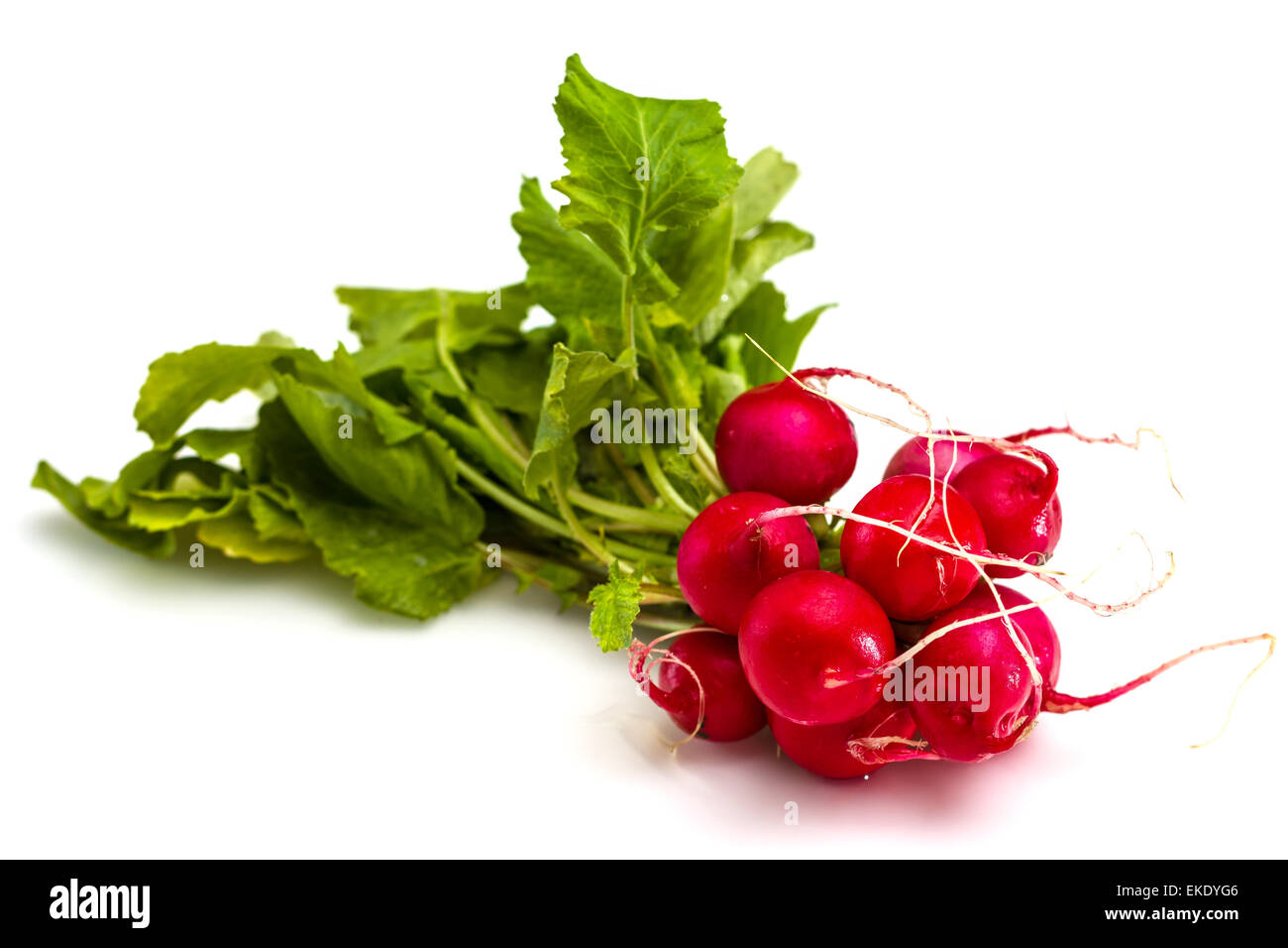 Bunch of fresh red radishes with green tops isolated on white ...