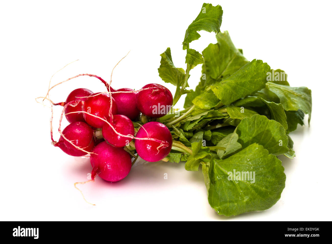 Bunch of fresh red radishes with green tops isolated on white ...