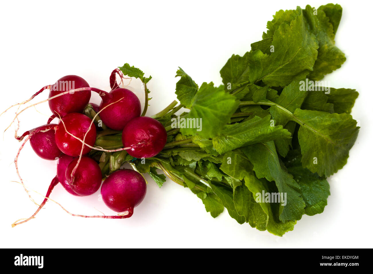 Bunch of fresh red radishes with green tops isolated on white ...