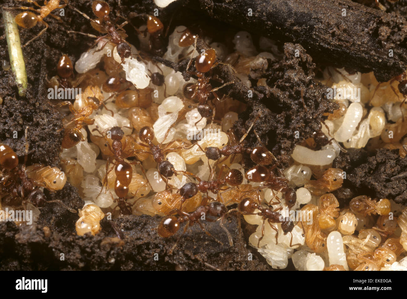 Red Ant - Myrmica rubra - larvae and pupae Stock Photo - Alamy