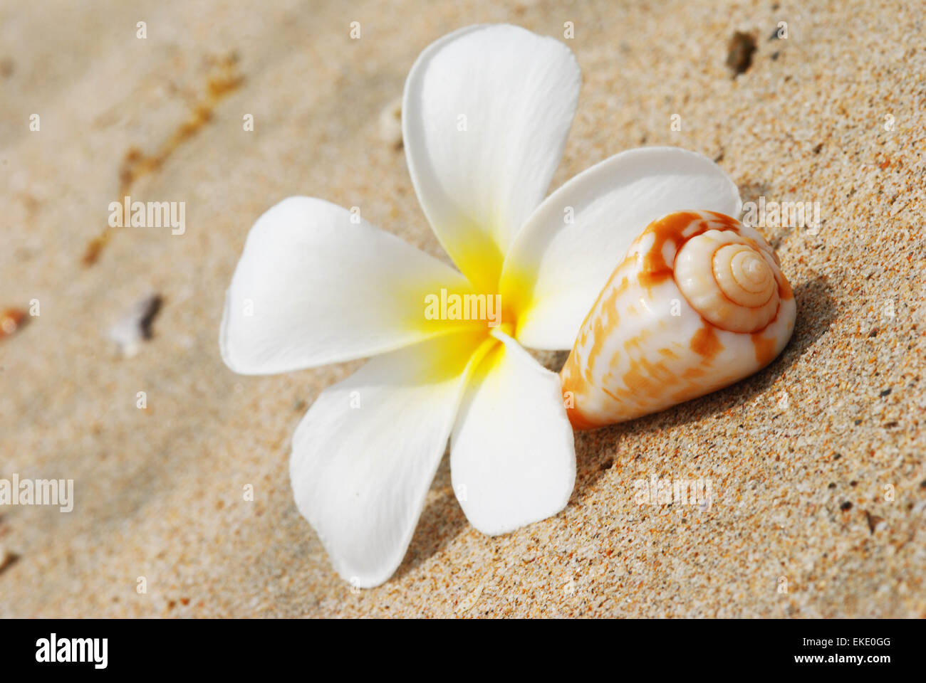 Shell & flower on a beach Stock Photo - Alamy