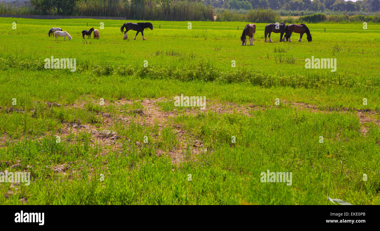 Horses in green yellow spring meadow Stock Photo - Alamy