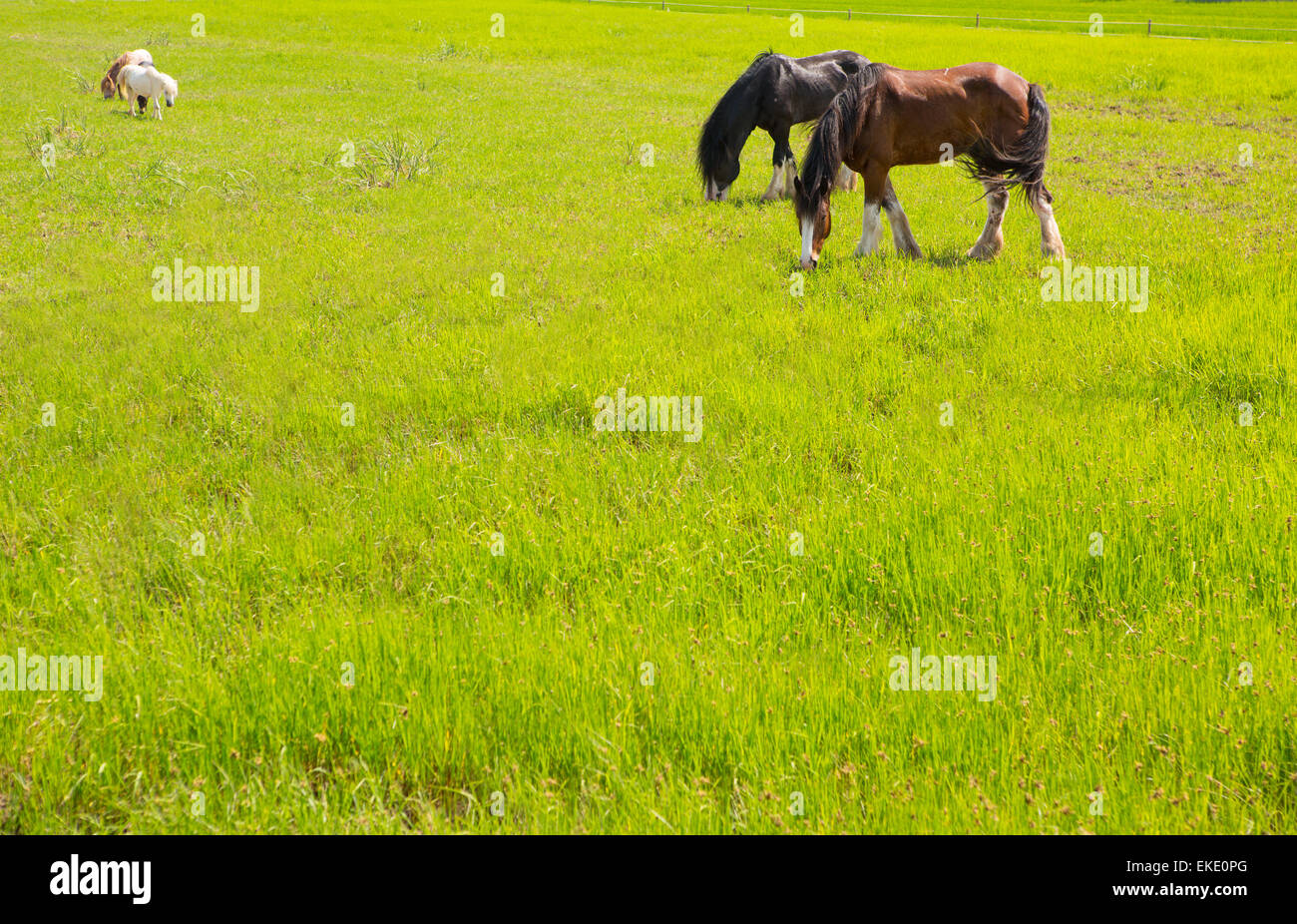 Horses in green yellow spring meadow Stock Photo - Alamy