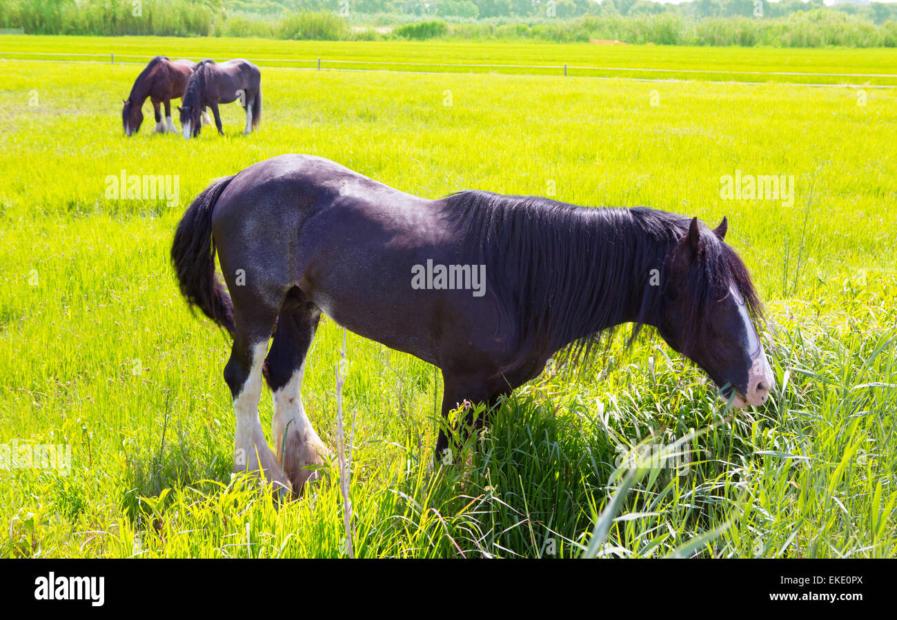 Horses in green yellow spring meadow Stock Photo - Alamy