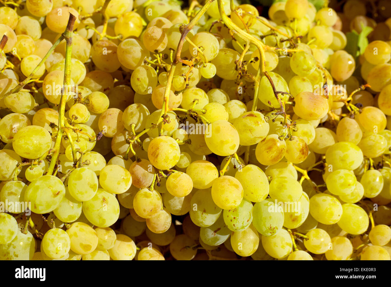 Muscat moscatel grape yellow green fruit Stock Photo - Alamy