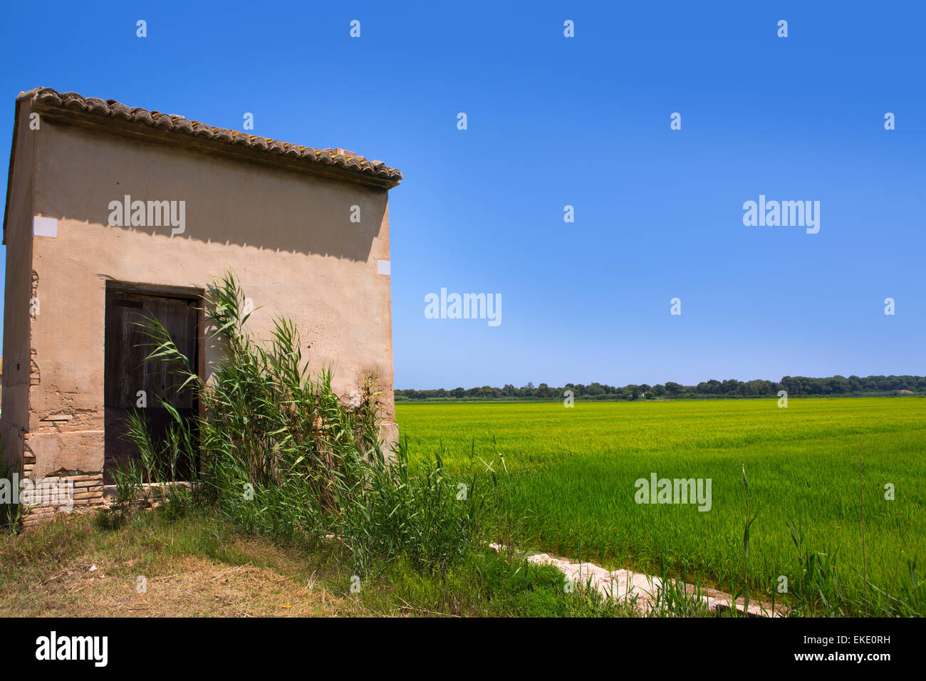 Rice fields in Valencia with warehouse Stock Photo - Alamy