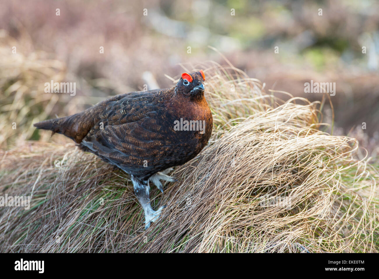 Scottish moorland hi-res stock photography and images - Alamy