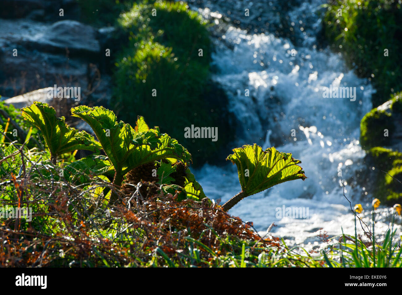 Gunnera plant hi-res stock photography and images - Alamy