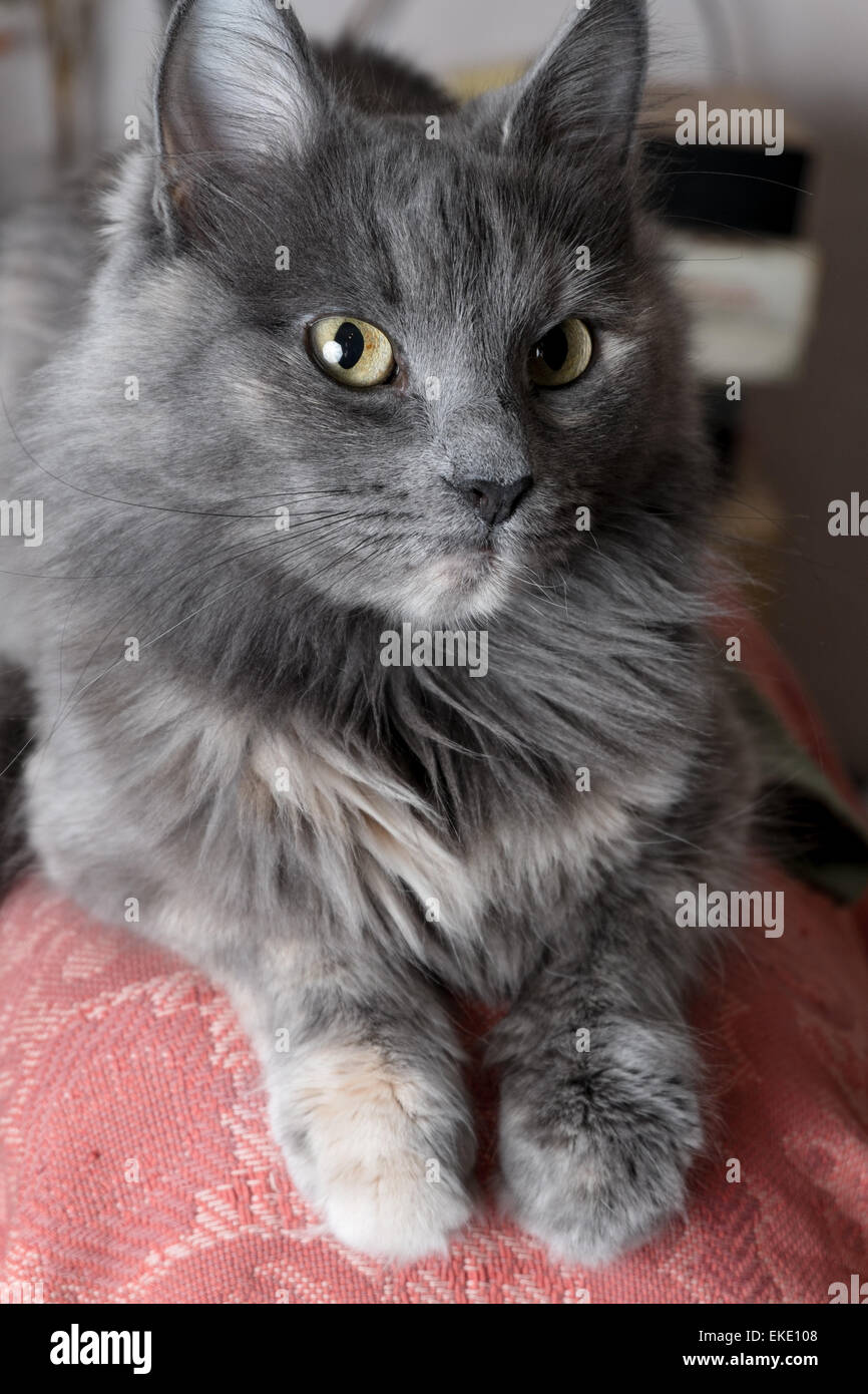 Beautiful grey cat indoors Stock Photo - Alamy