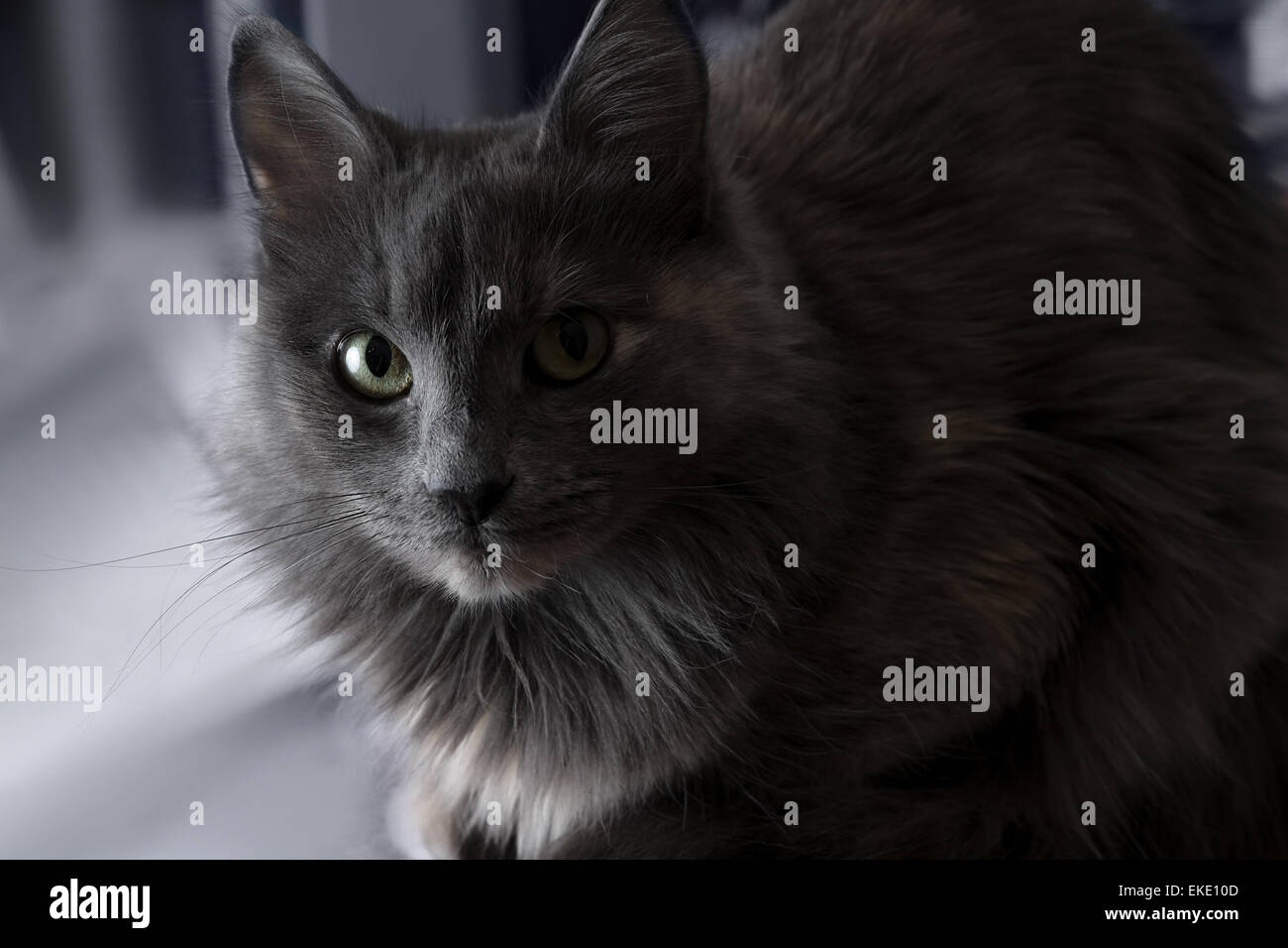 Dark grey cat hi-res stock photography and images - Alamy