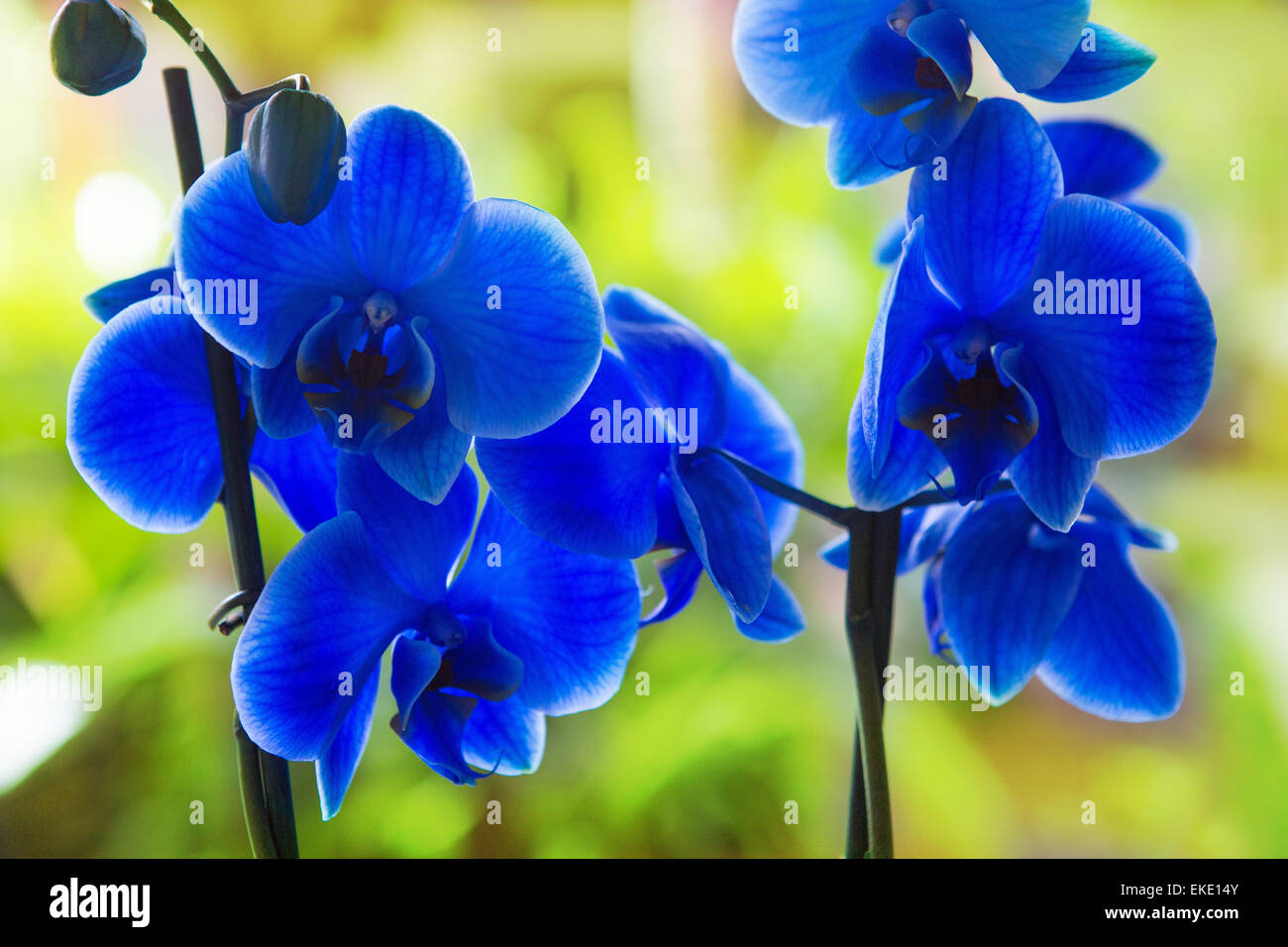 Blue phalaenopsis orchid pretty flowers Stock Photo - Alamy