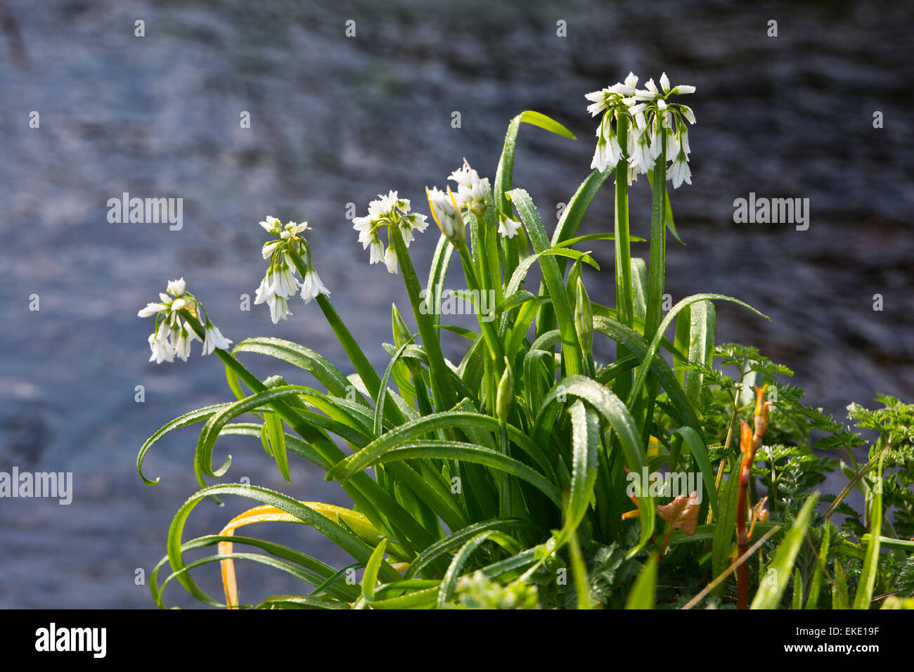 white bluebells by stream Stock Photo - Alamy