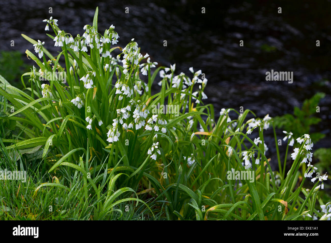 white bluebells by stream Stock Photo - Alamy