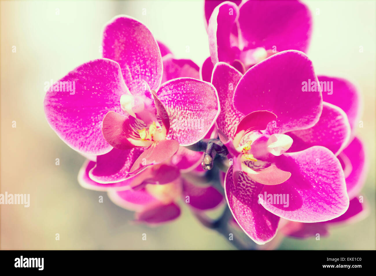 Pink orchid in the garden Stock Photo - Alamy
