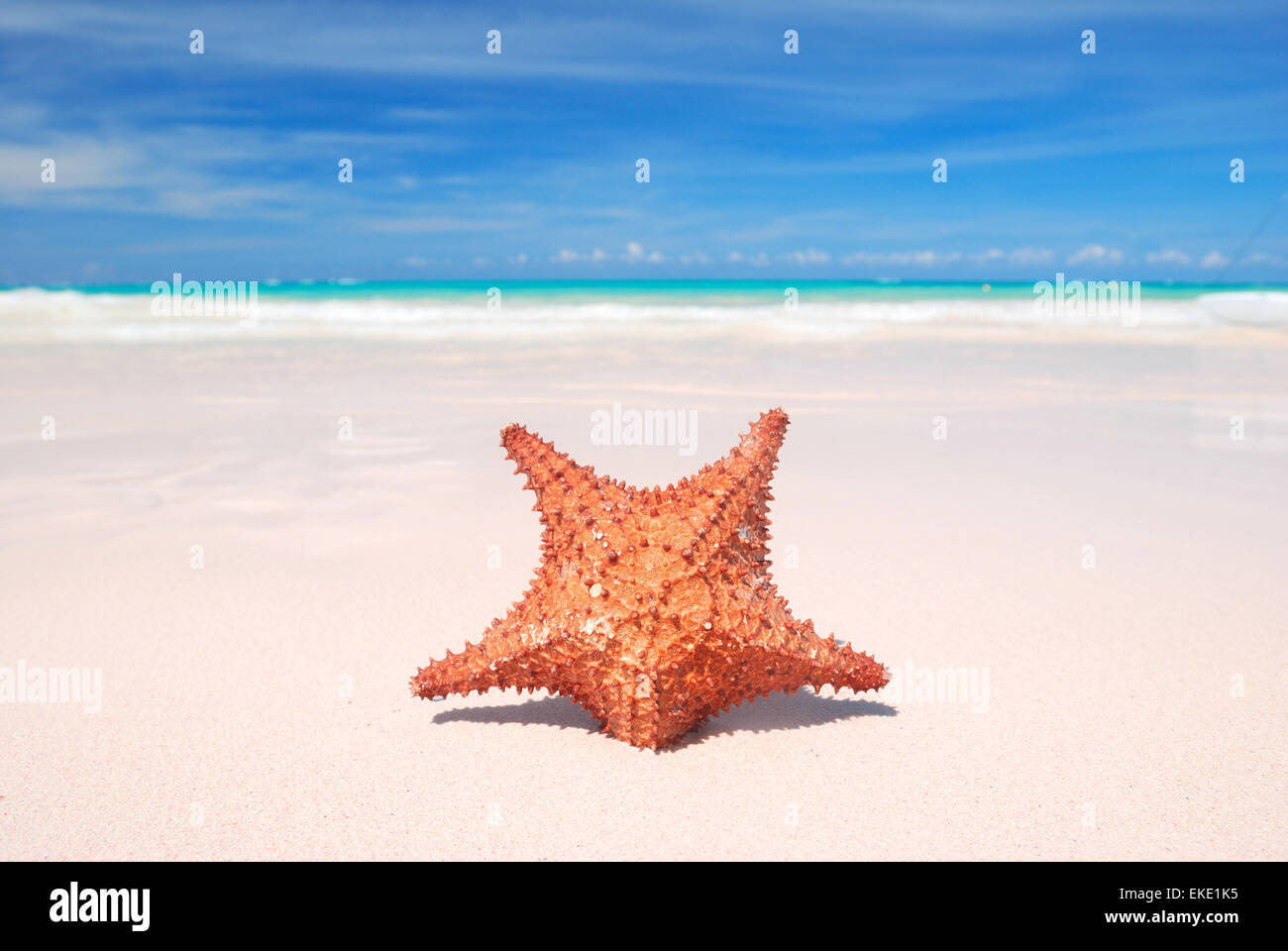 Starfish fish hi-res stock photography and images - Alamy