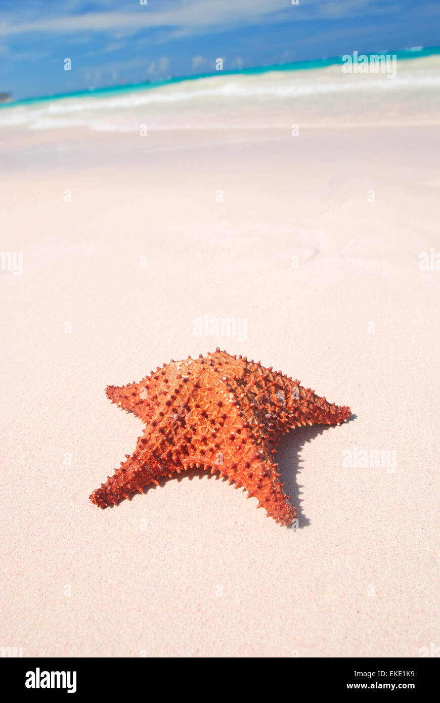 Caribbean star fish hi-res stock photography and images - Alamy