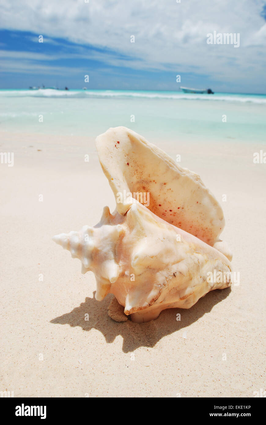 Shell in the Caribbean Stock Photo - Alamy