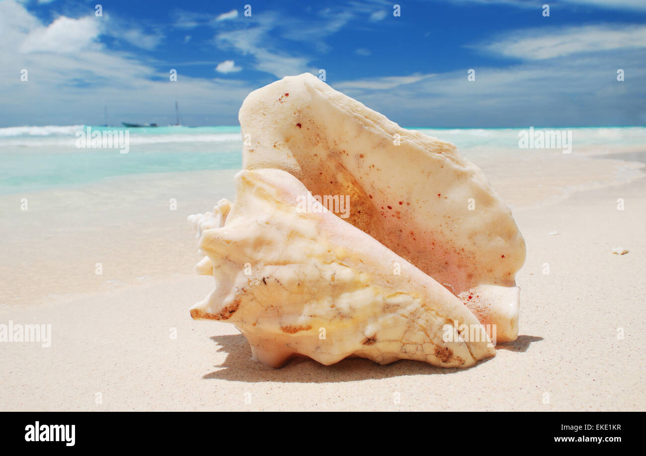 Caribbean shell beach hi-res stock photography and images - Alamy