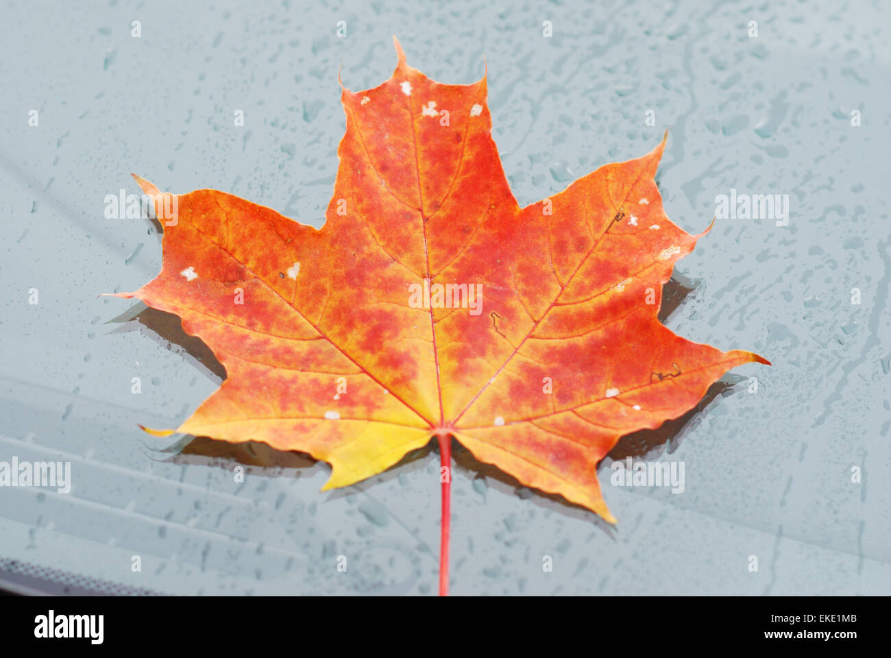 Maple glass leaf hi-res stock photography and images - Alamy