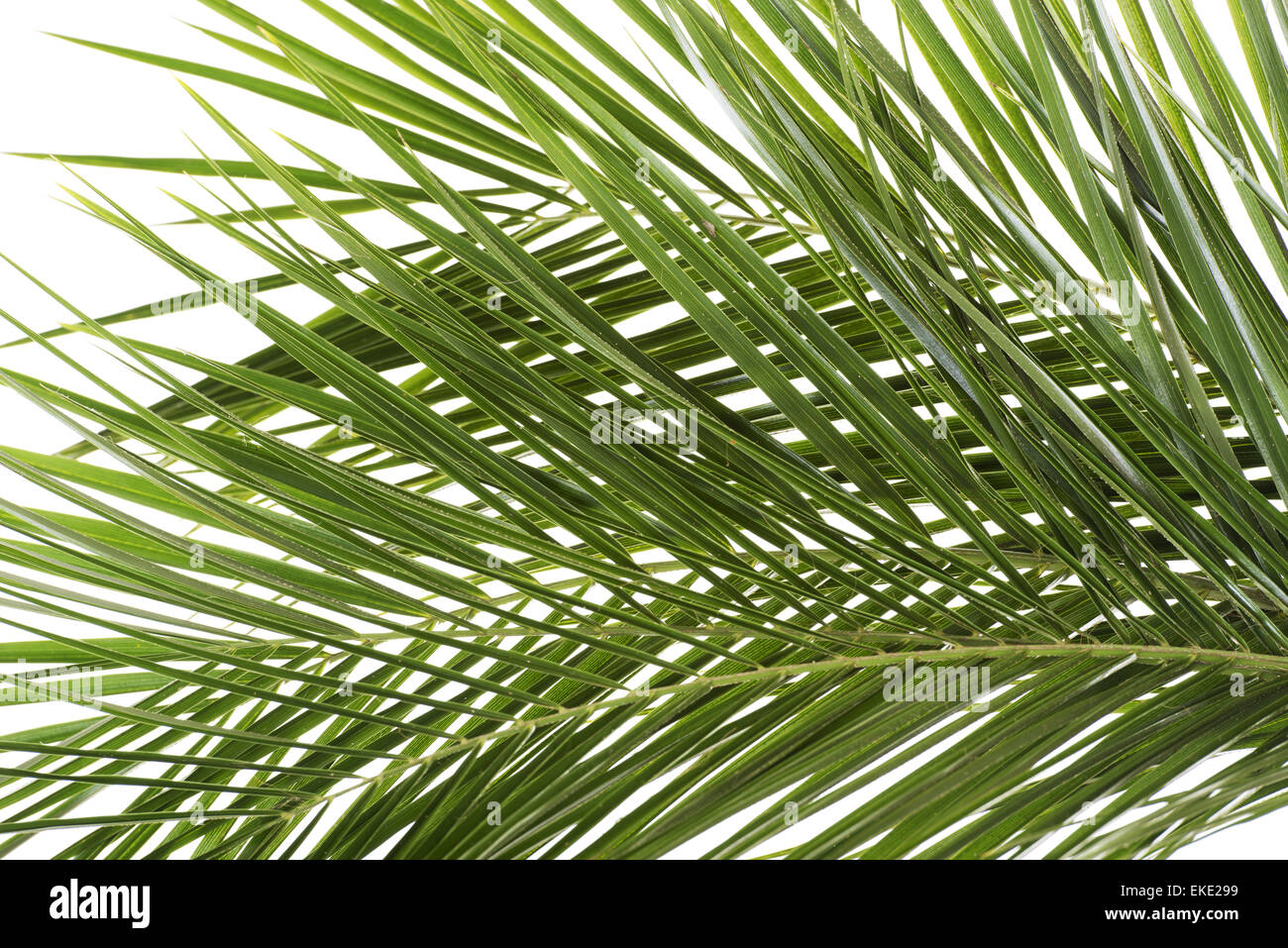 Leaves of palm tree Stock Photo - Alamy