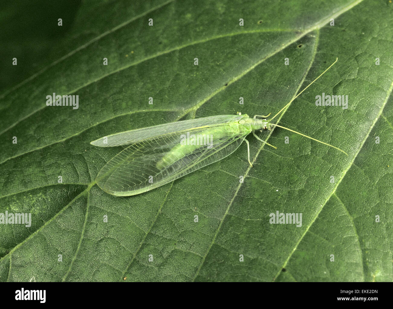 Common Lacewing - Chrysoperla carnea Stock Photo - Alamy