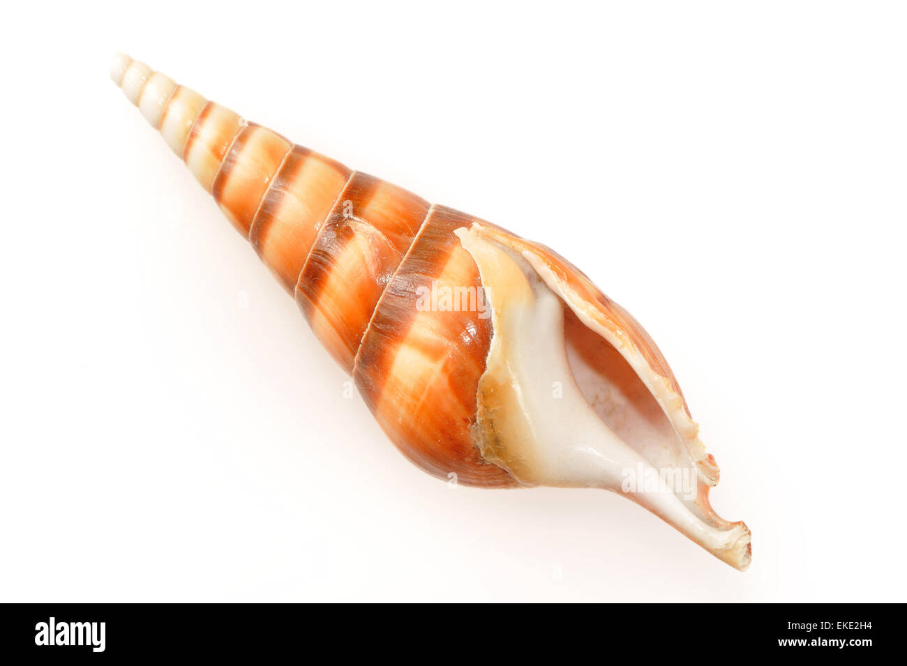 White background shell Cut Out Stock Images & Pictures - Alamy