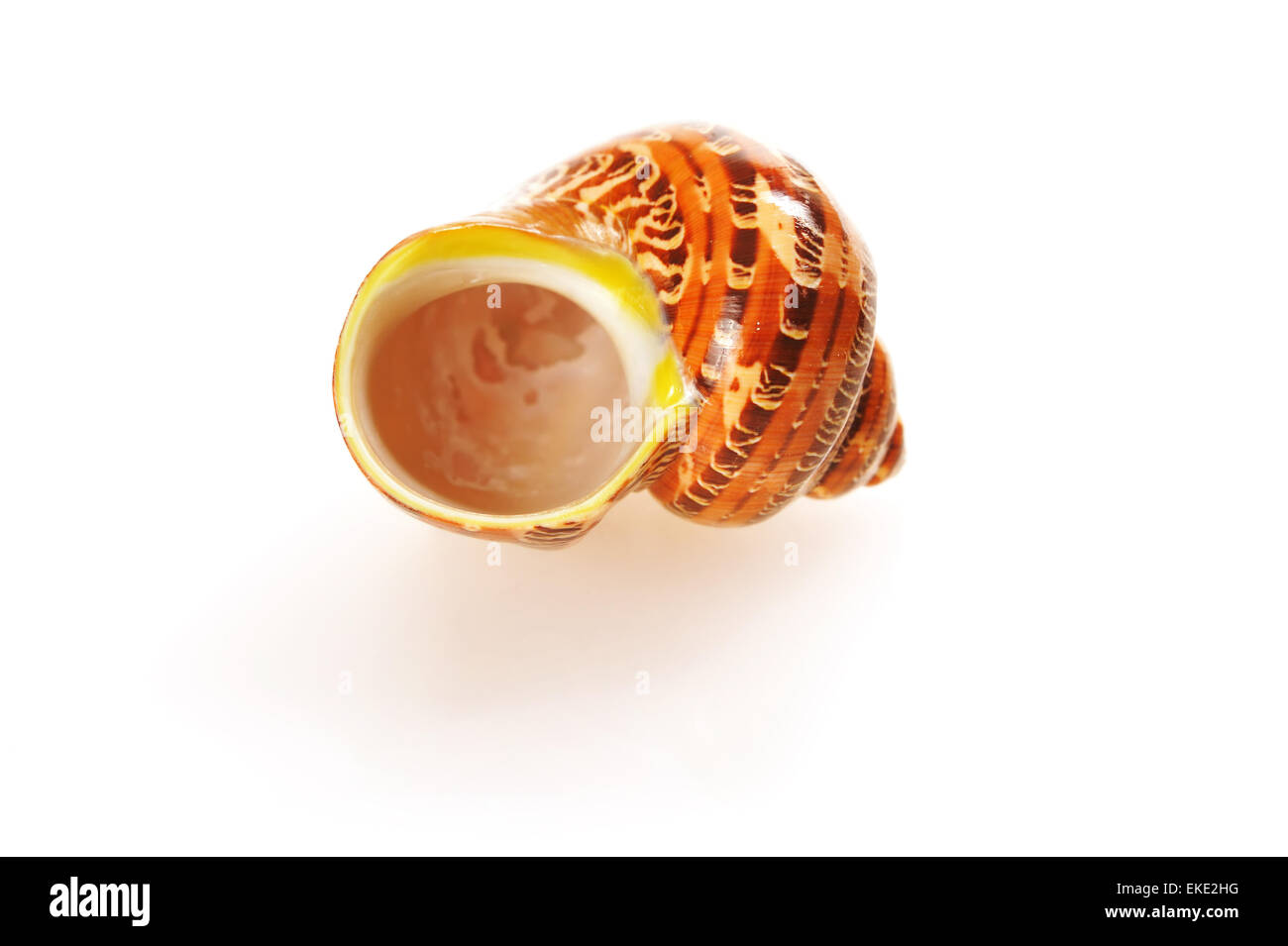 Turbo petholatus hi-res stock photography and images - Alamy