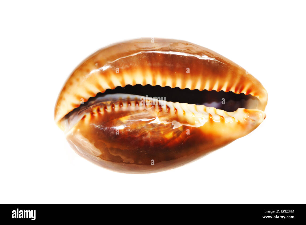 White background shell Cut Out Stock Images & Pictures - Alamy