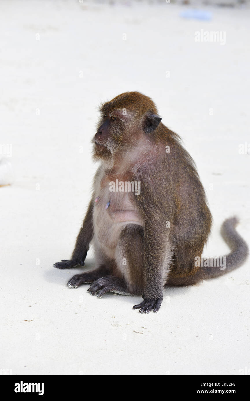 Sand monkey hi-res stock photography and images - Alamy